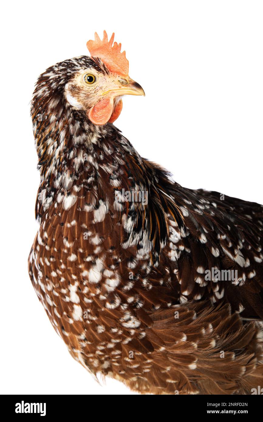 Swedish flower hen isolated on white looking to the camera Stock Photo ...