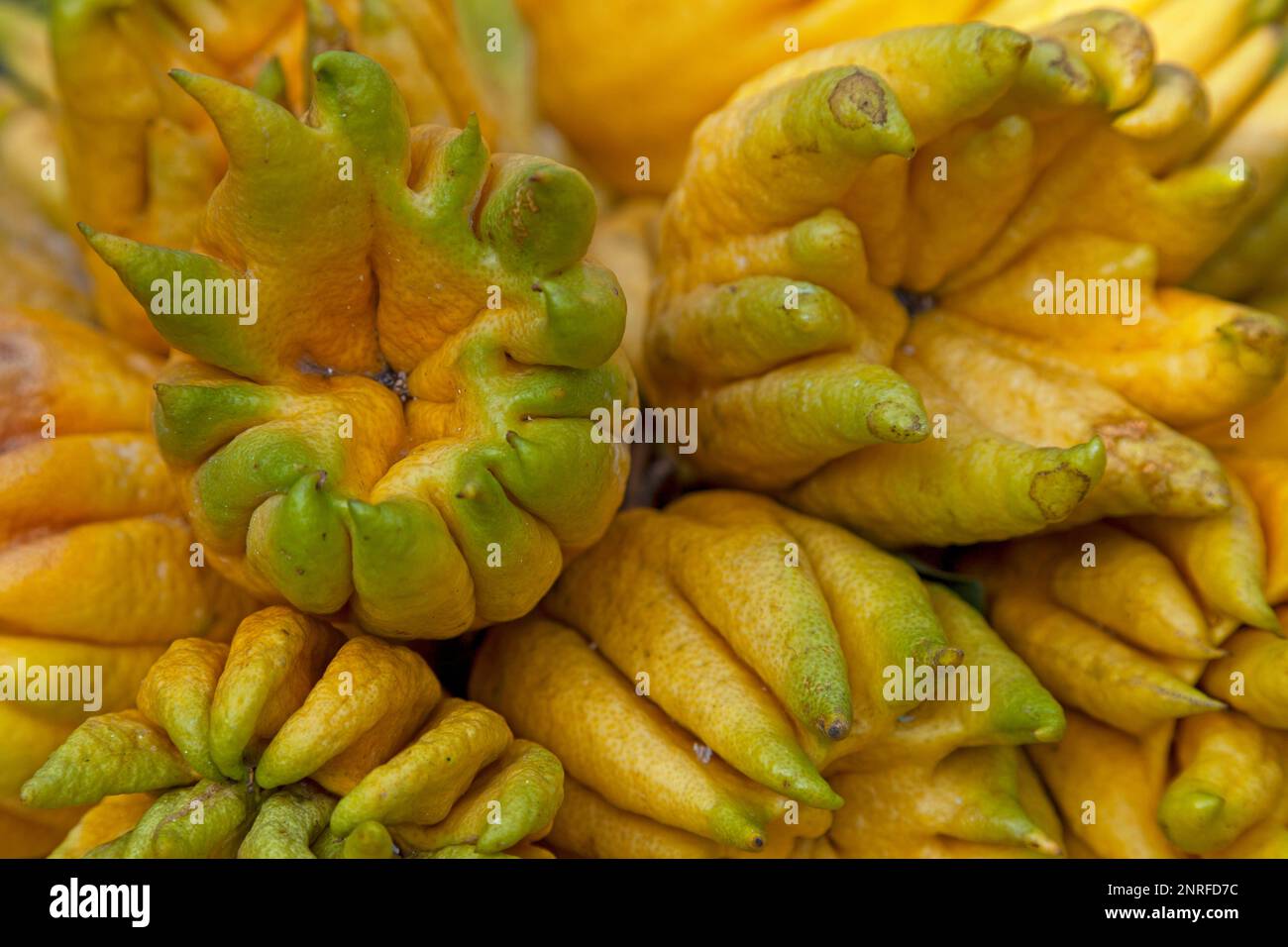Citrus medica var. sarcodactylis, Buddha's hand or the fingered citron ...