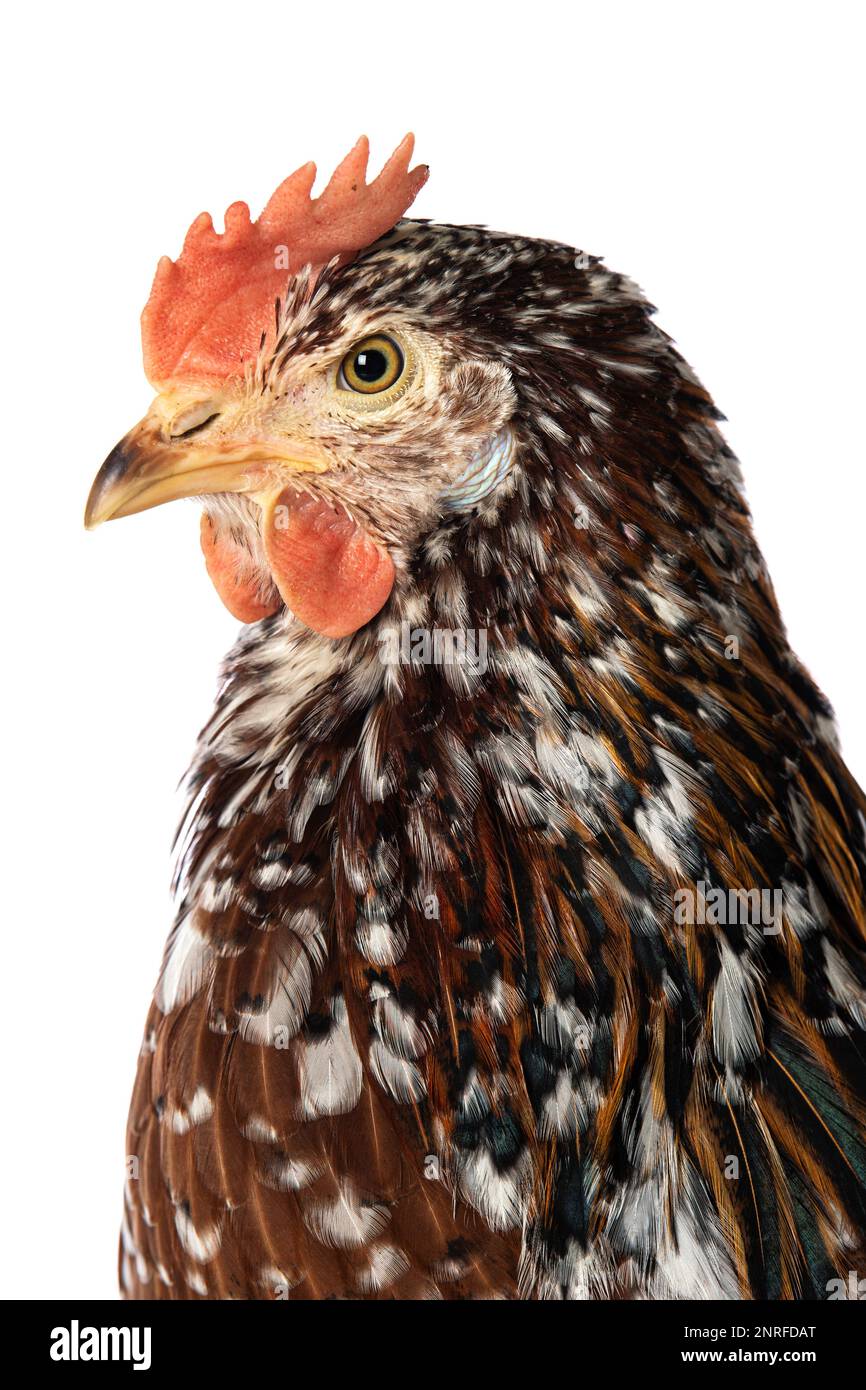 Swedish flower hen isolated on white looking to the camera Stock Photo ...