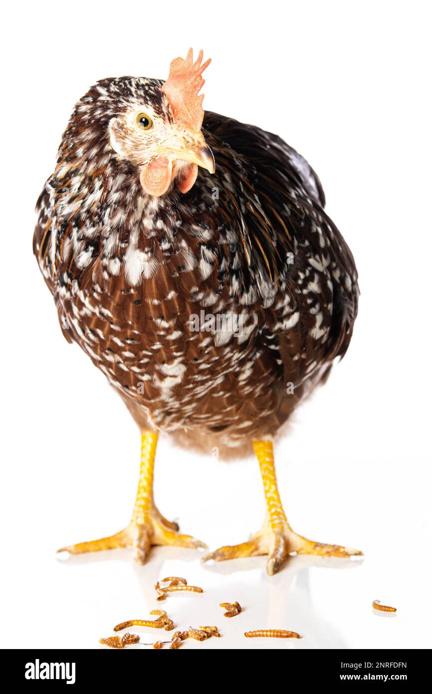 Swedish flower hen isolated on white looking to the camera Stock Photo ...