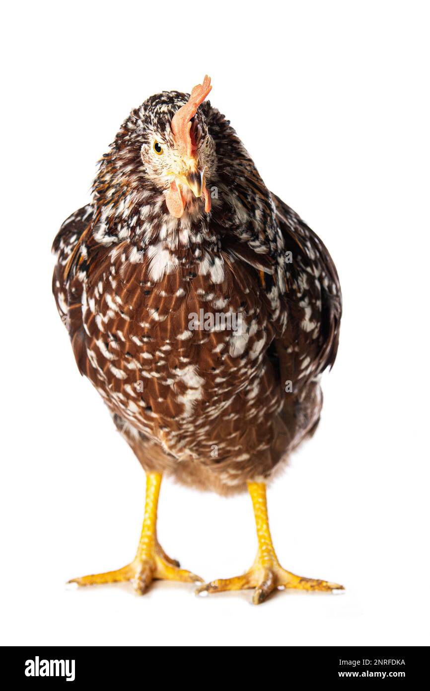 Swedish flower hen isolated on white looking to the camera Stock Photo ...