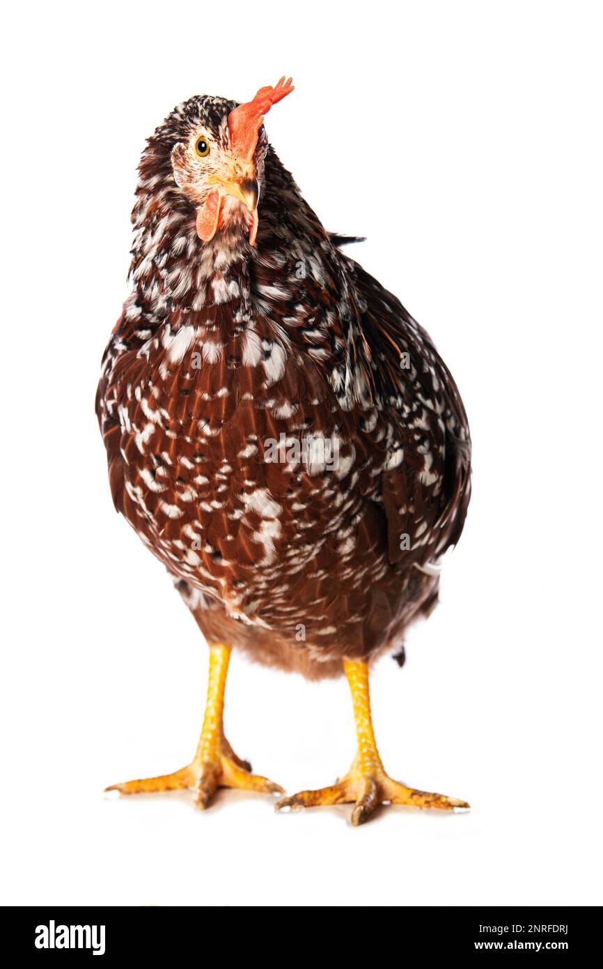 Swedish flower hen isolated on white looking to the camera Stock Photo ...