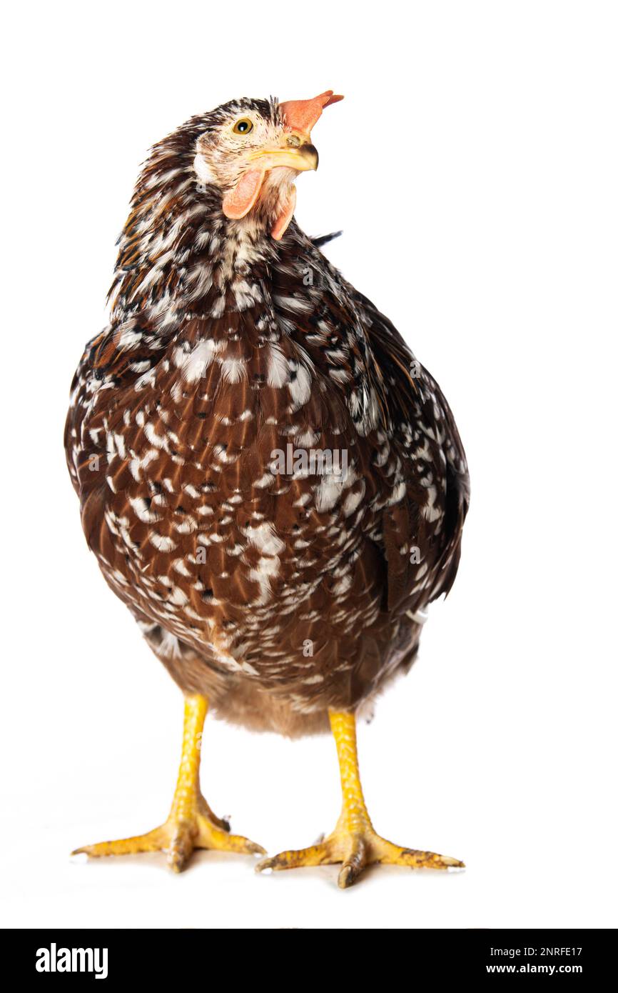 Swedish flower hen isolated on white looking to the camera Stock Photo ...