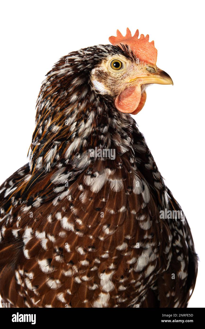 Swedish flower hen isolated on white looking to the camera Stock Photo ...