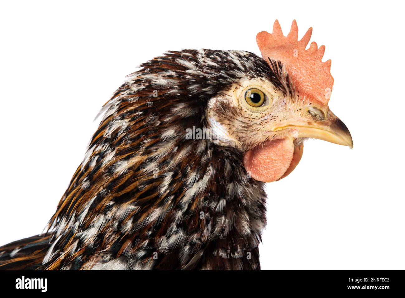 Swedish flower hen isolated on white looking to the camera Stock Photo ...