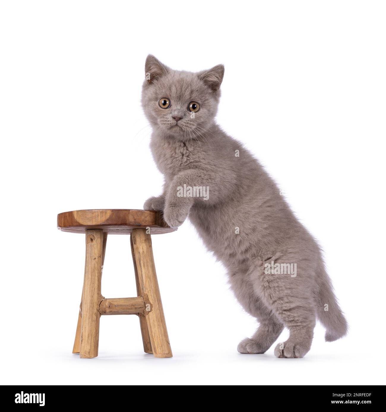Cute lilac British Shorthair cat kitten, standing side ways with front ...