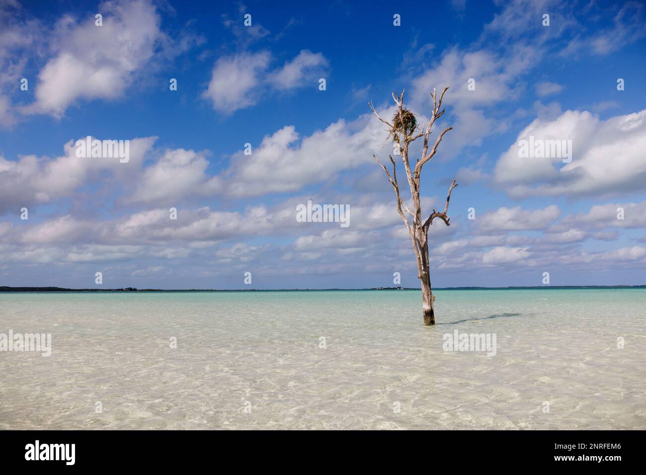 The iconic Lone Tree in Harbour Island, Bahamas Stock Photo - Alamy