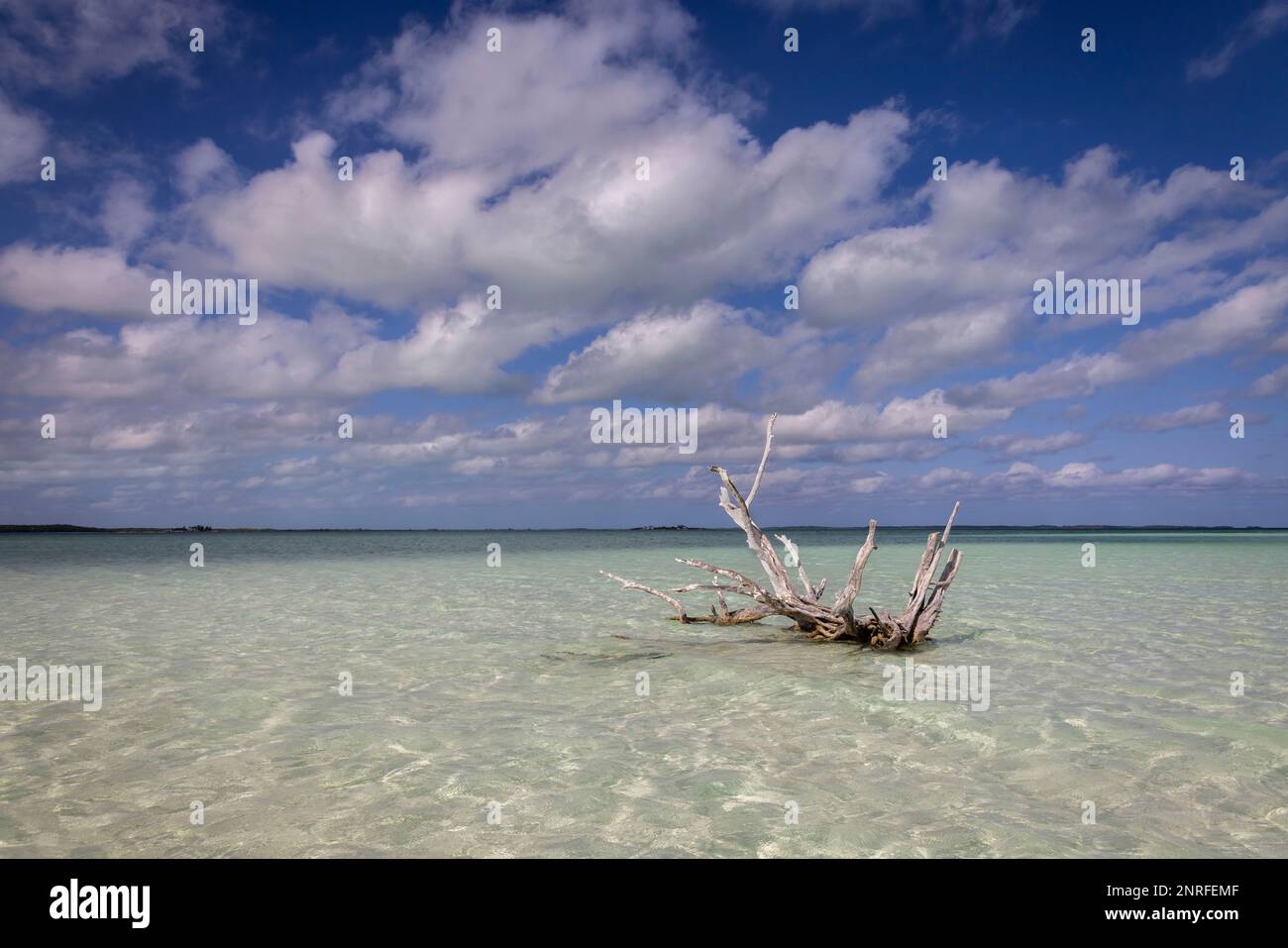 The iconic Lone Tree in Harbour Island, Bahamas Stock Photo - Alamy