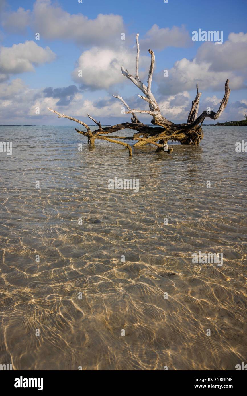 The iconic Lone Tree in Harbour Island, Bahamas Stock Photo - Alamy