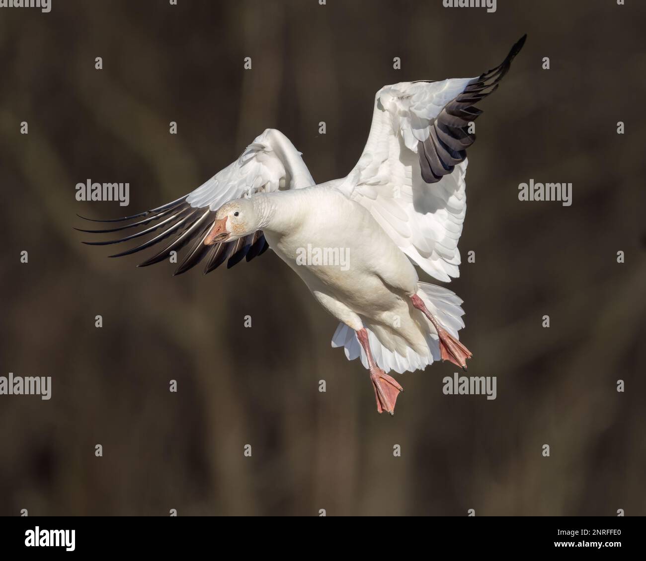 Snow Goose Coming in for a Landing Stock Photo - Alamy