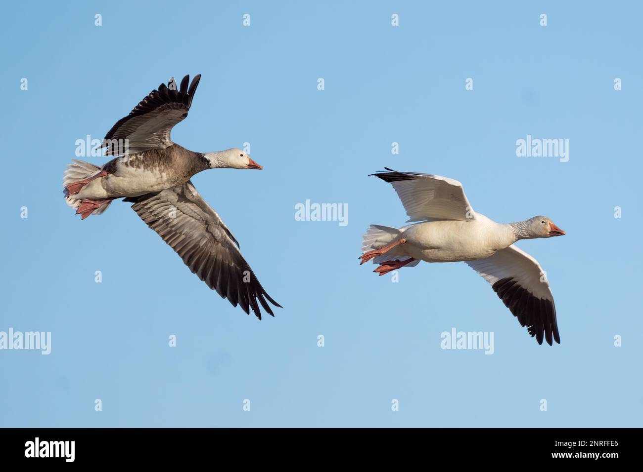 Two Flying Snow Geese (One is a blue morph Stock Photo - Alamy