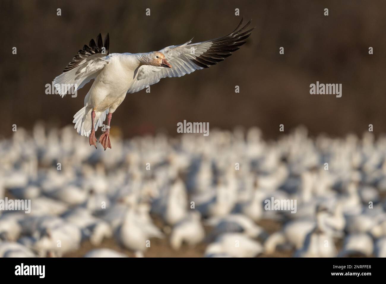 Snow Goose Landing Among the Flock Stock Photo - Alamy