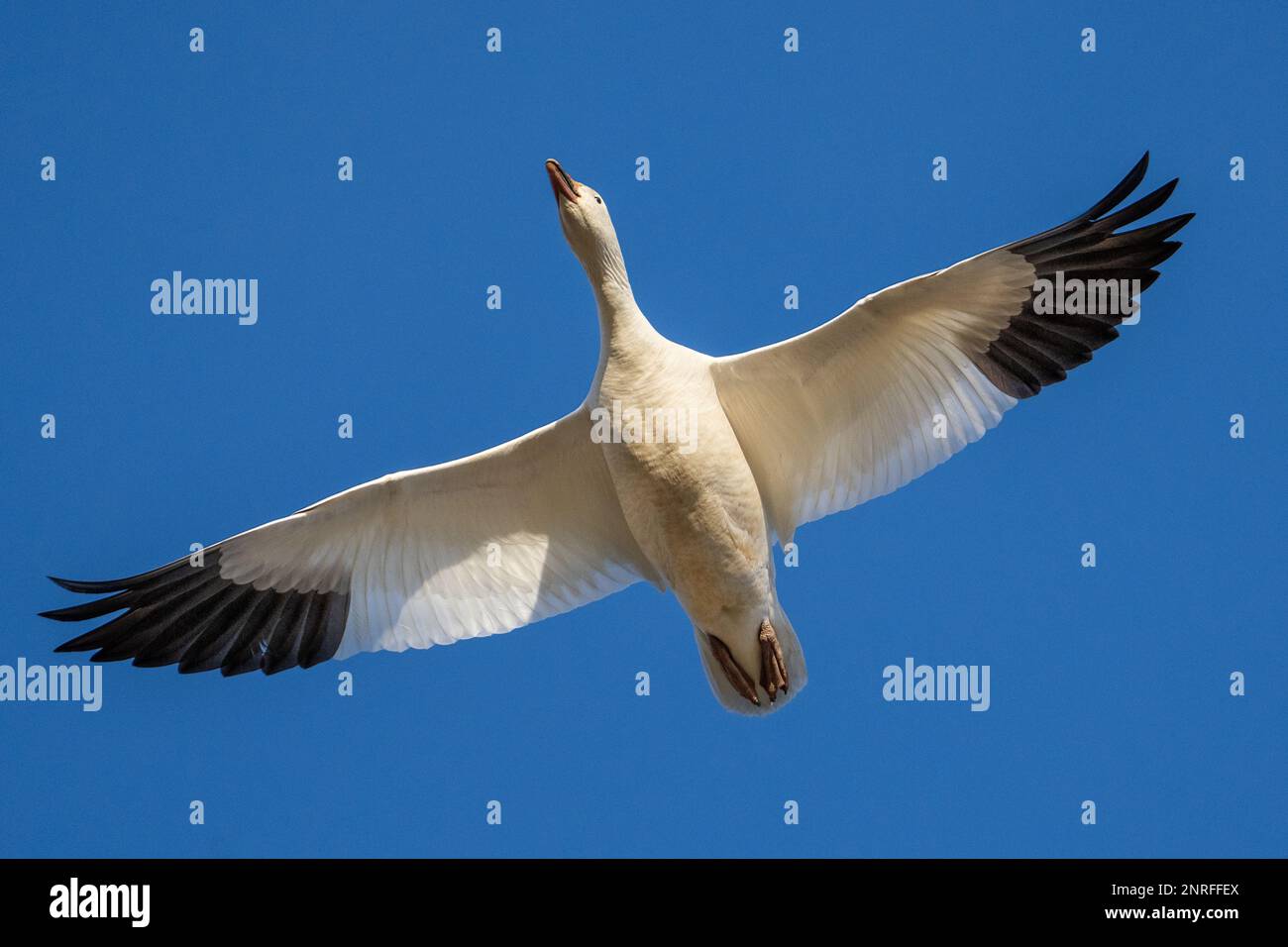 A Snow Goose Flying Overhead Stock Photo - Alamy