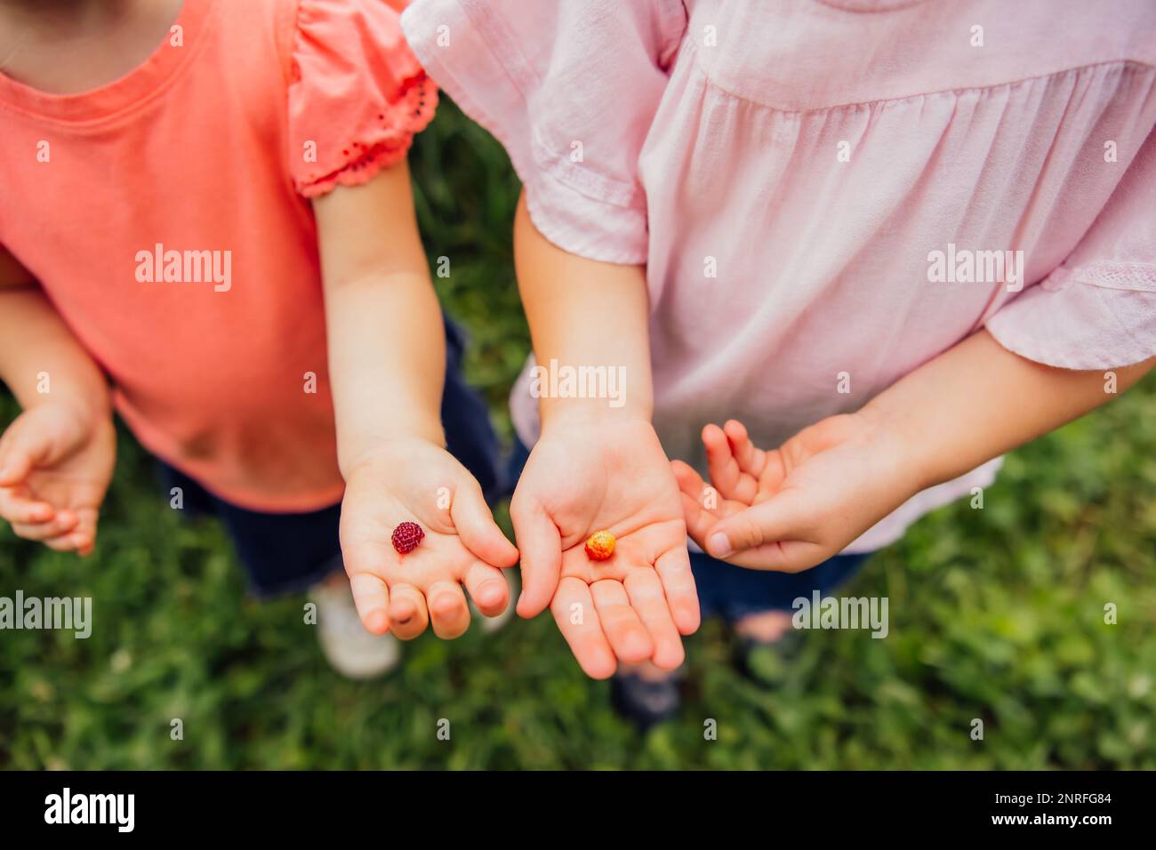 kids holding berries in hand Stock Photo - Alamy