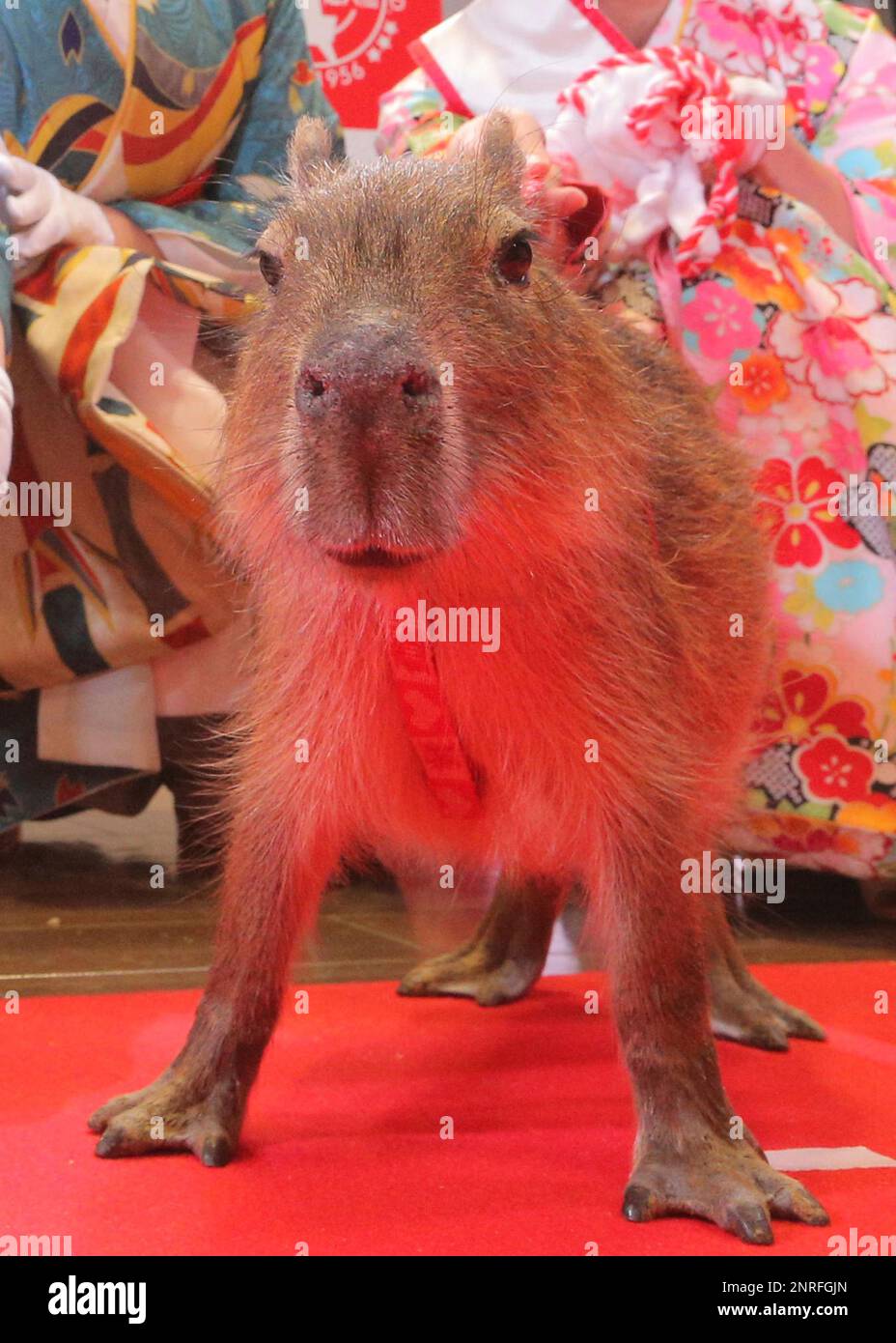 With 2020 being the year of the mouse in the Chinese zodiac, a 60 ...