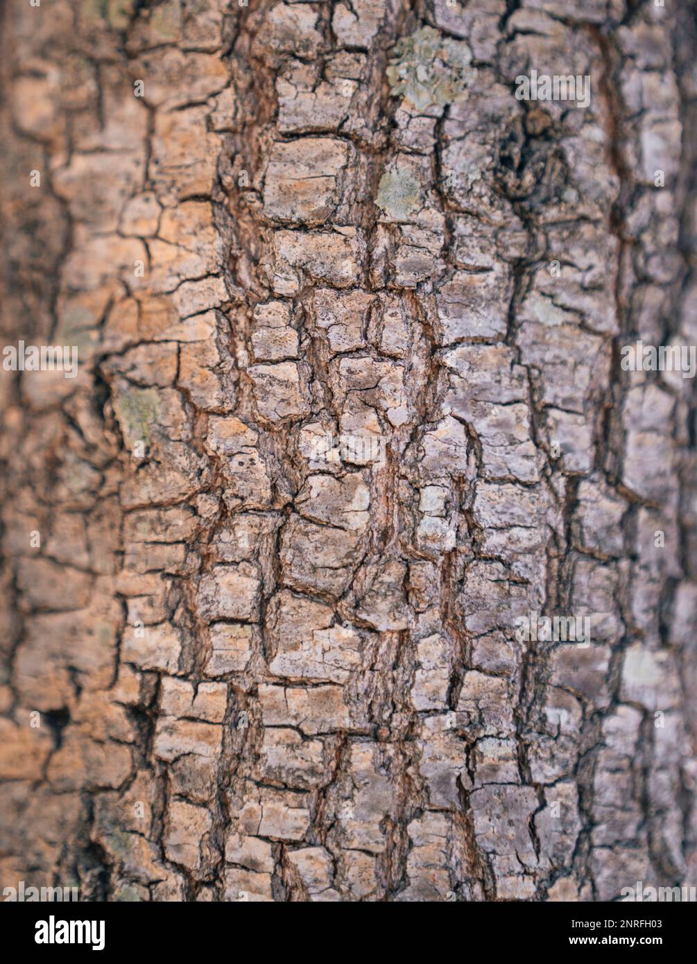 texture closeup tree wood nature Stock Photo - Alamy