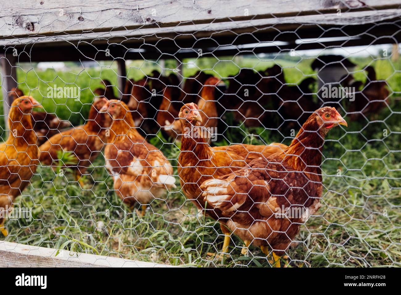 Chicken Pen Chickens For Meat
