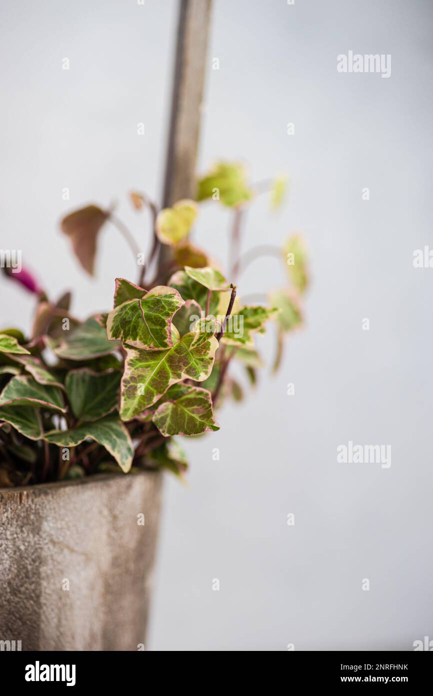 Season creep hi-res stock photography and images - Alamy