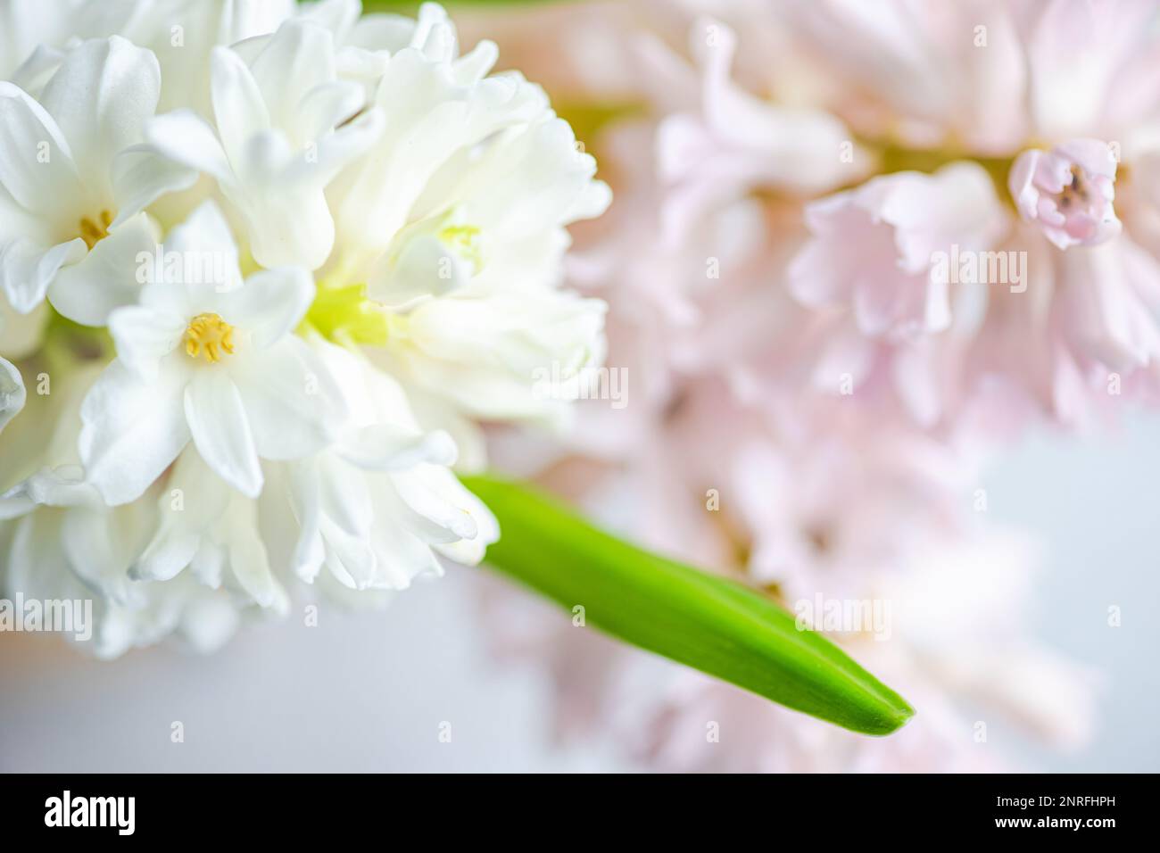 Pale pink hyacinth hi-res stock photography and images - Alamy