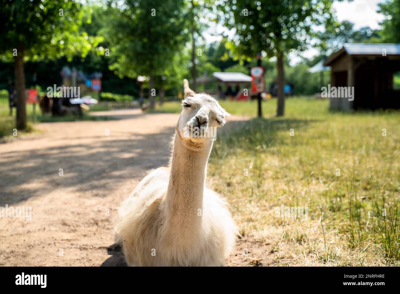 Smiling Llama Sitting on Dirt Path at Festival in Summer Stock Photo ...