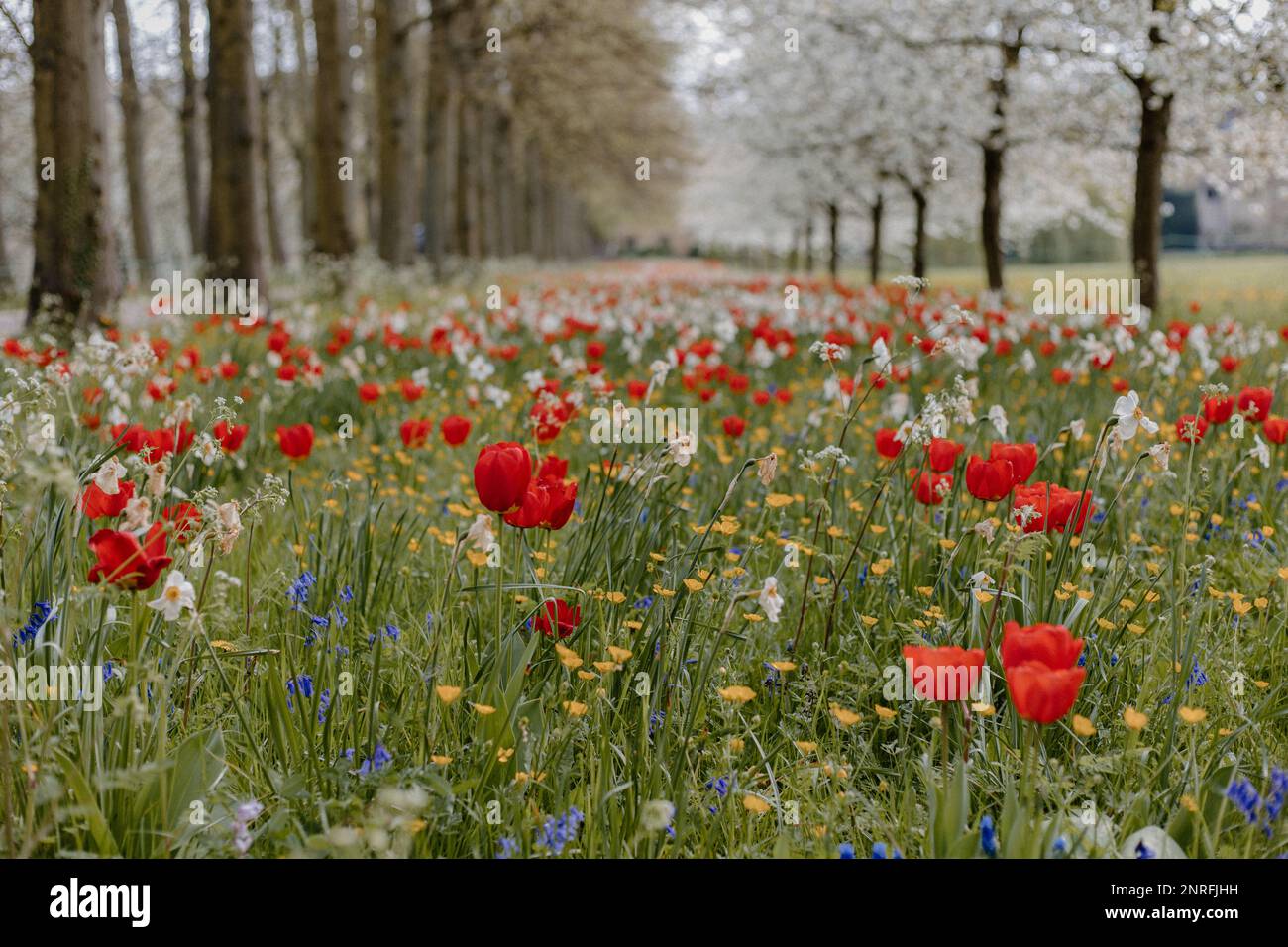 Red spring tulips with wild flowers between a row of trees Stock Photo ...