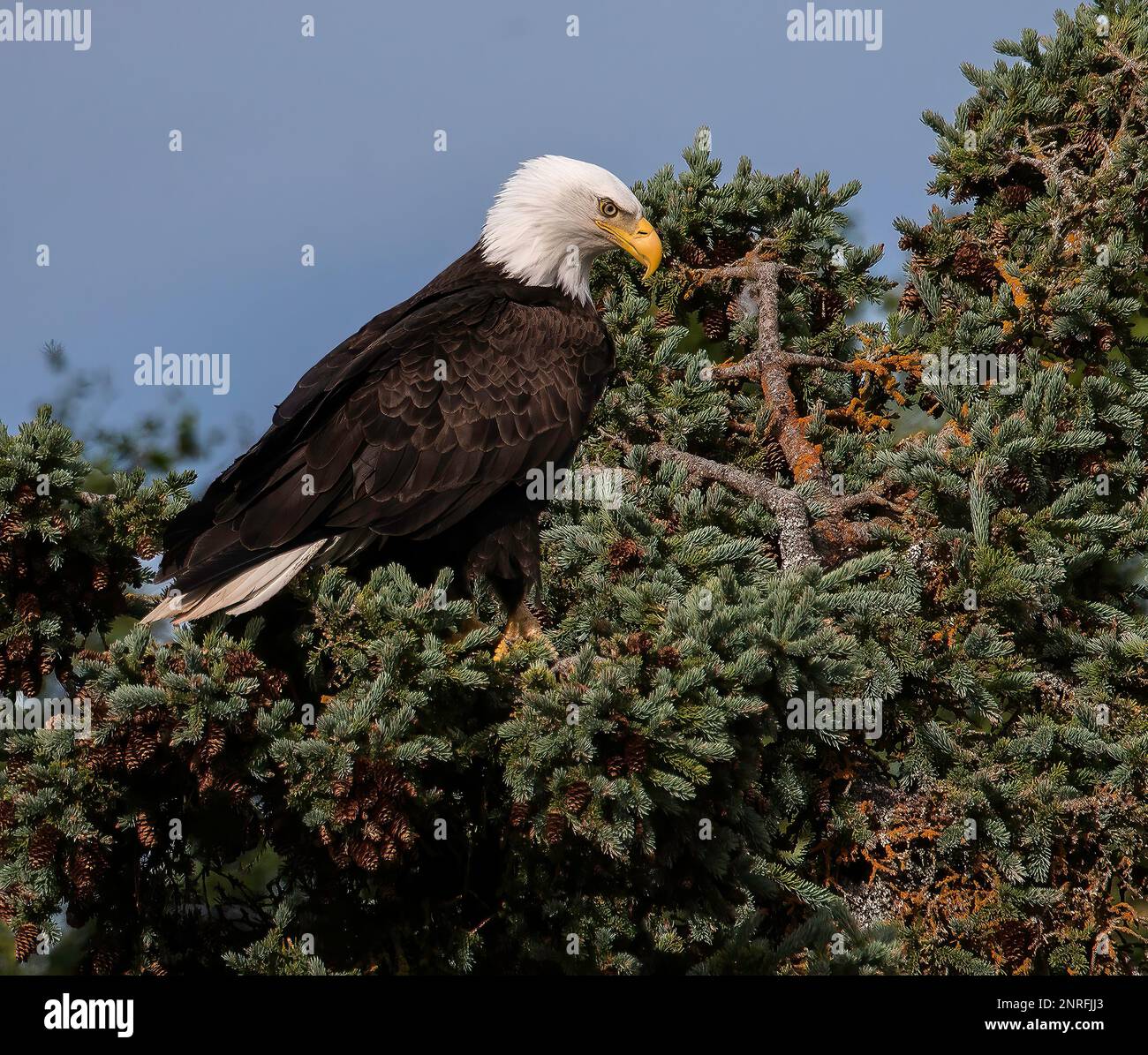 Eagle roosting hi-res stock photography and images - Alamy