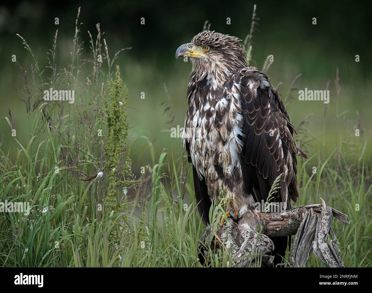 Young Bald Eagle Stock Photo - Alamy