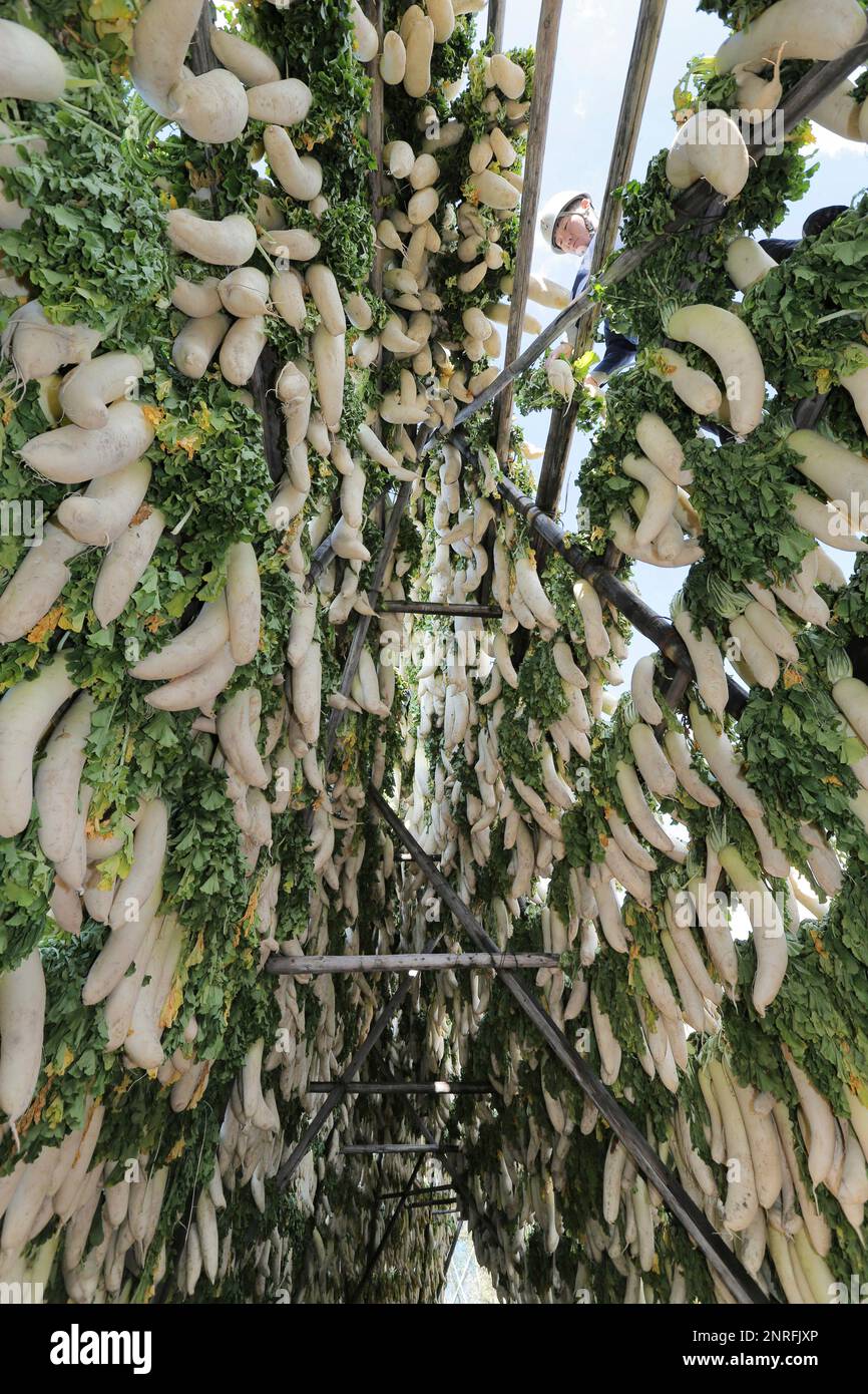 Japanese radishes are dried in the sun in Gobo, Wakayama Prefecture on ...