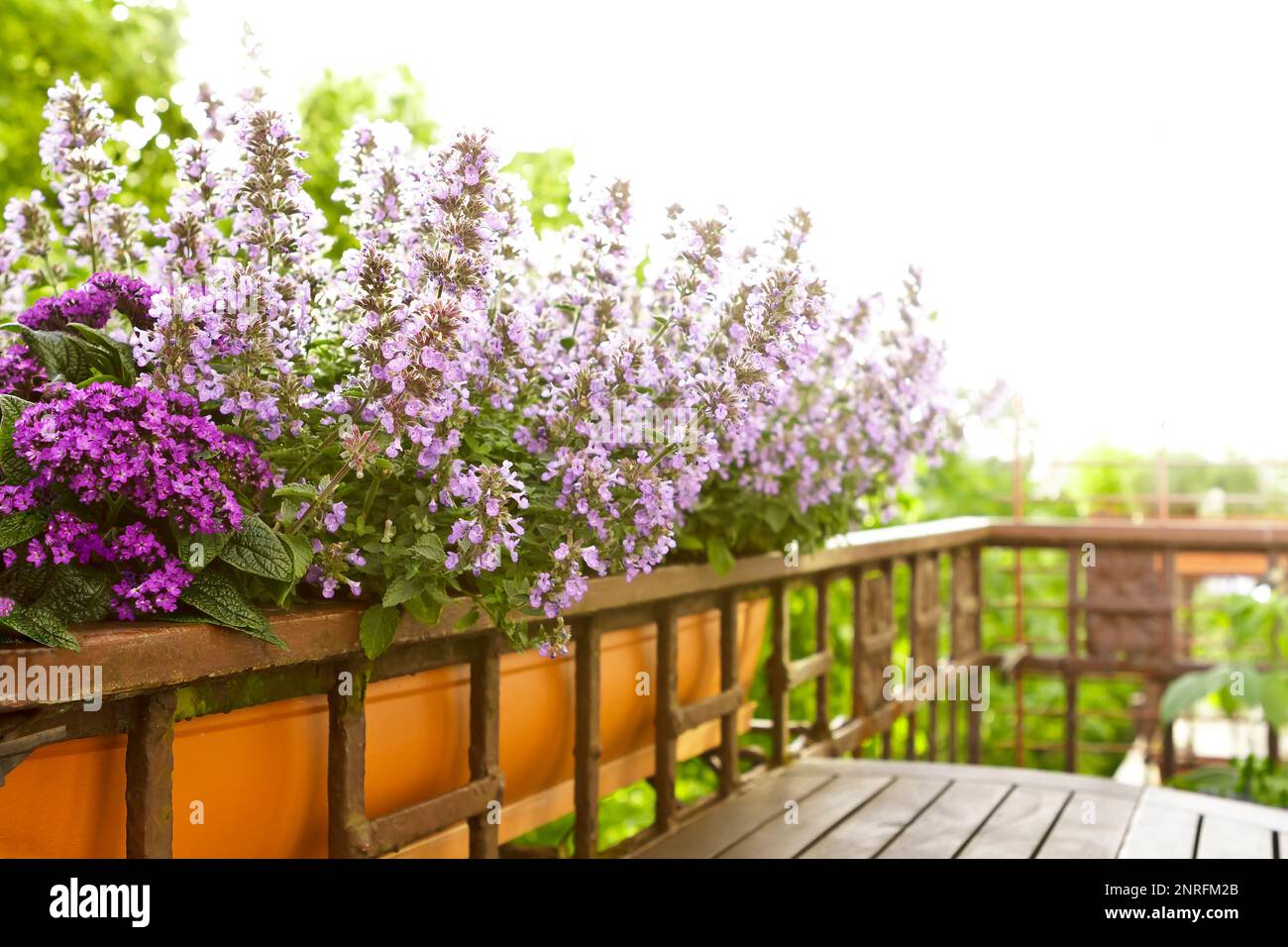 Catnip or catmint plants with pink and purple flowers growing in a ...