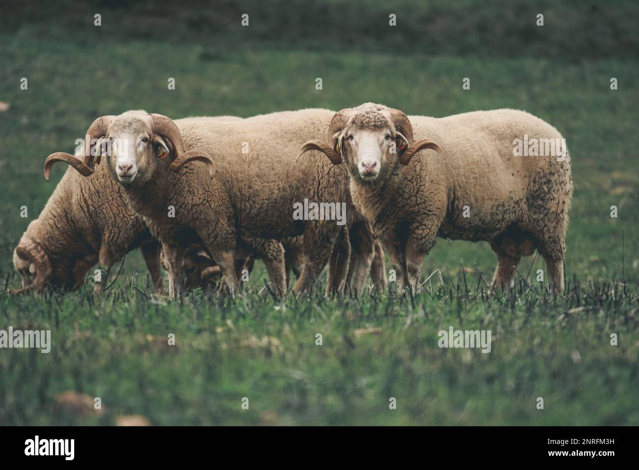 Funny view flock sheep hi-res stock photography and images - Alamy