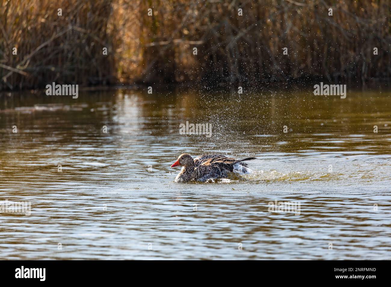 A mallard duck is cleaning itself in a natural body of water with ...