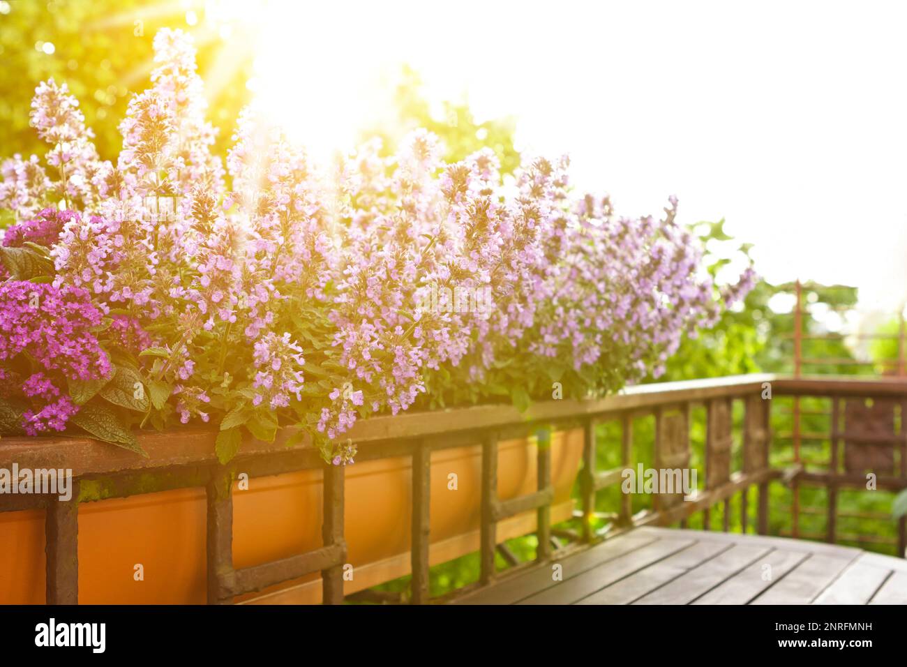 Catnip or catmint plants with pink and purple flowers growing in a ...