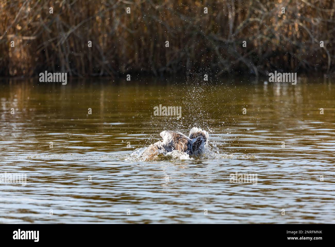 Light refraction duck hi-res stock photography and images - Alamy