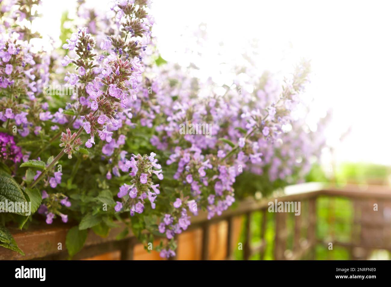 Catnip or catmint plants with pink and purple flowers growing in a ...