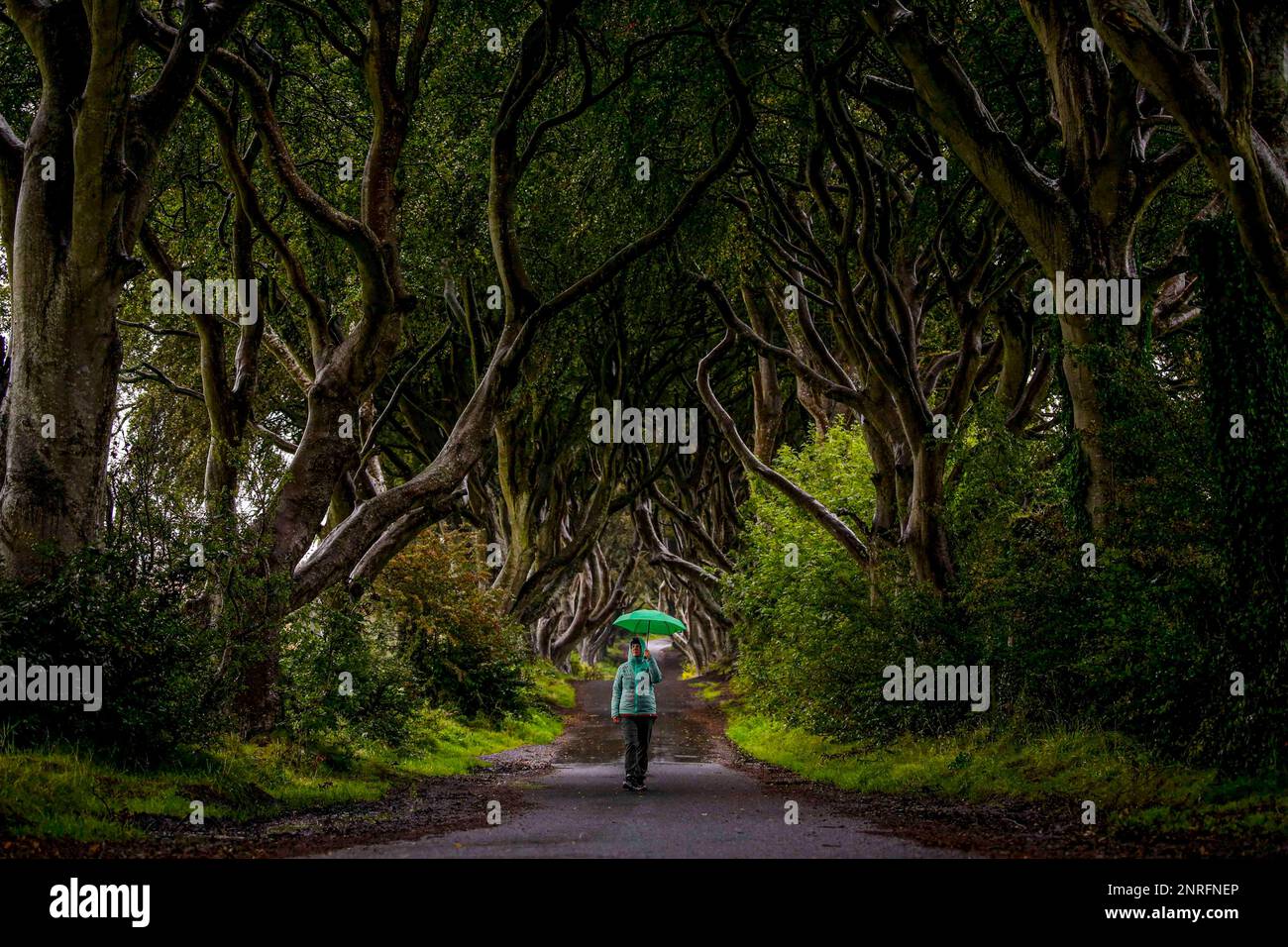 Woman walks with umbrella in tree lined road Stock Photo - Alamy