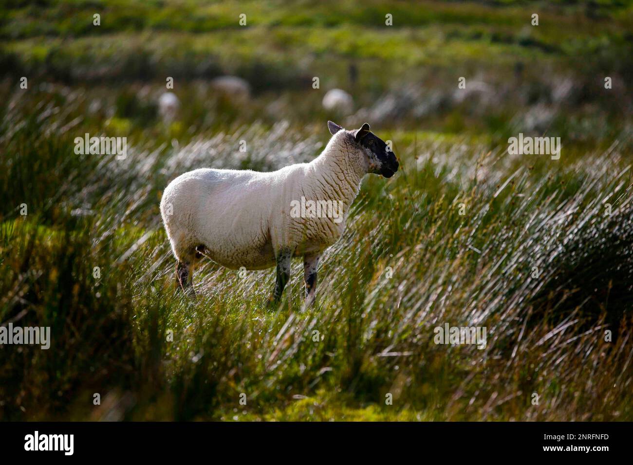 Sheep northern ireland hi-res stock photography and images - Alamy