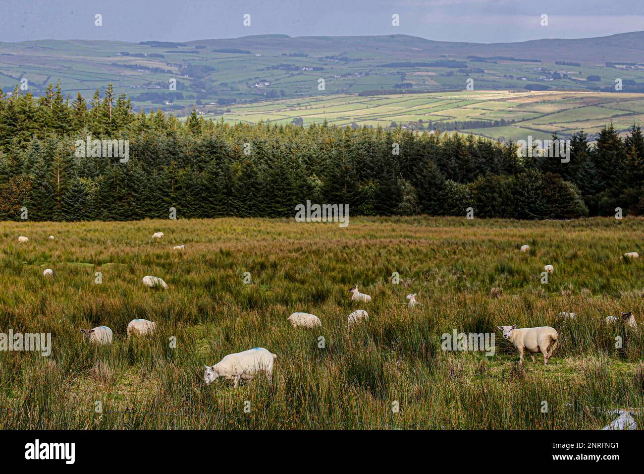 Ireland lamb grazing hi-res stock photography and images - Alamy