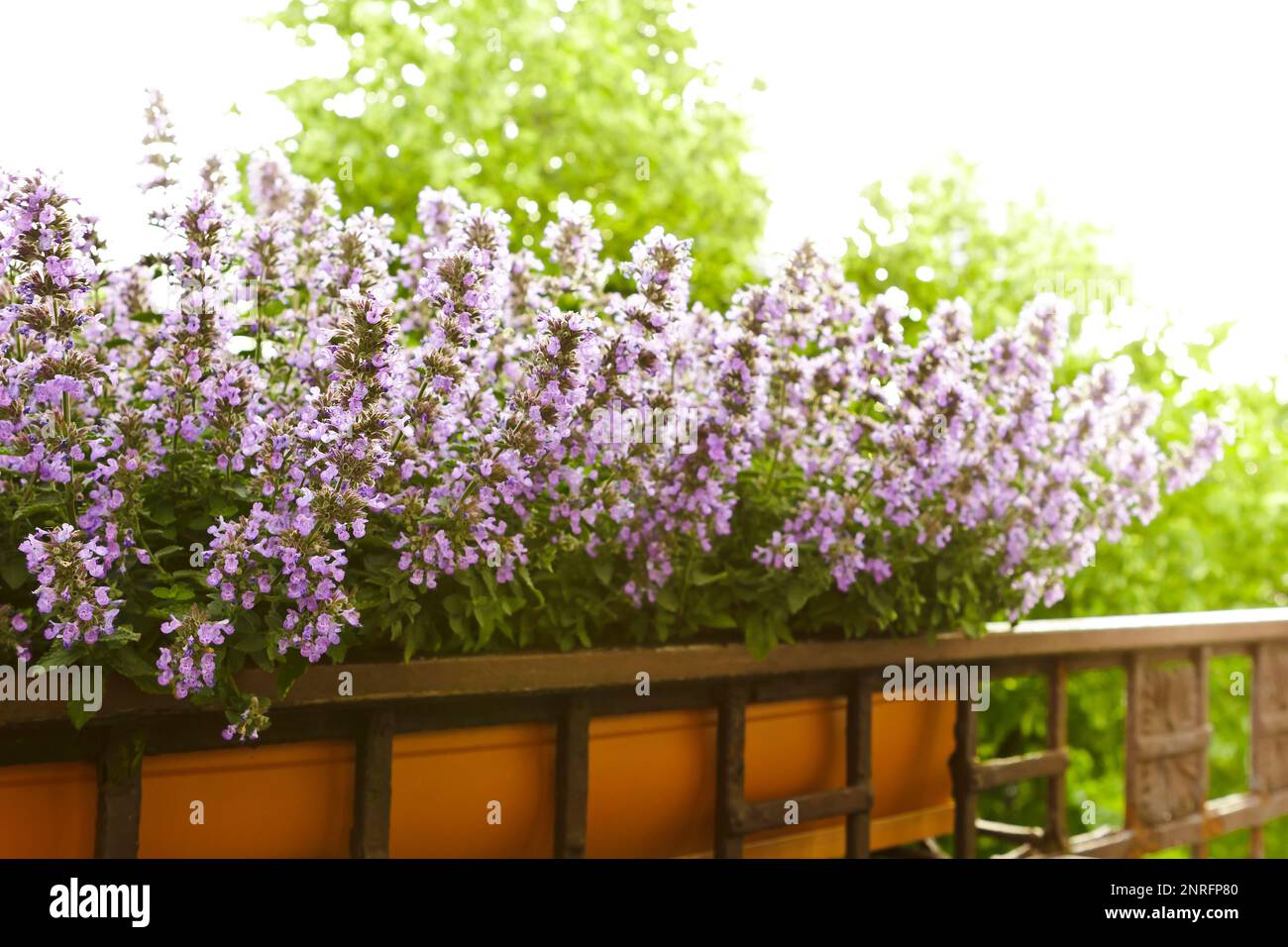 Catnip or catmint plants with pink and purple flowers growing in a ...