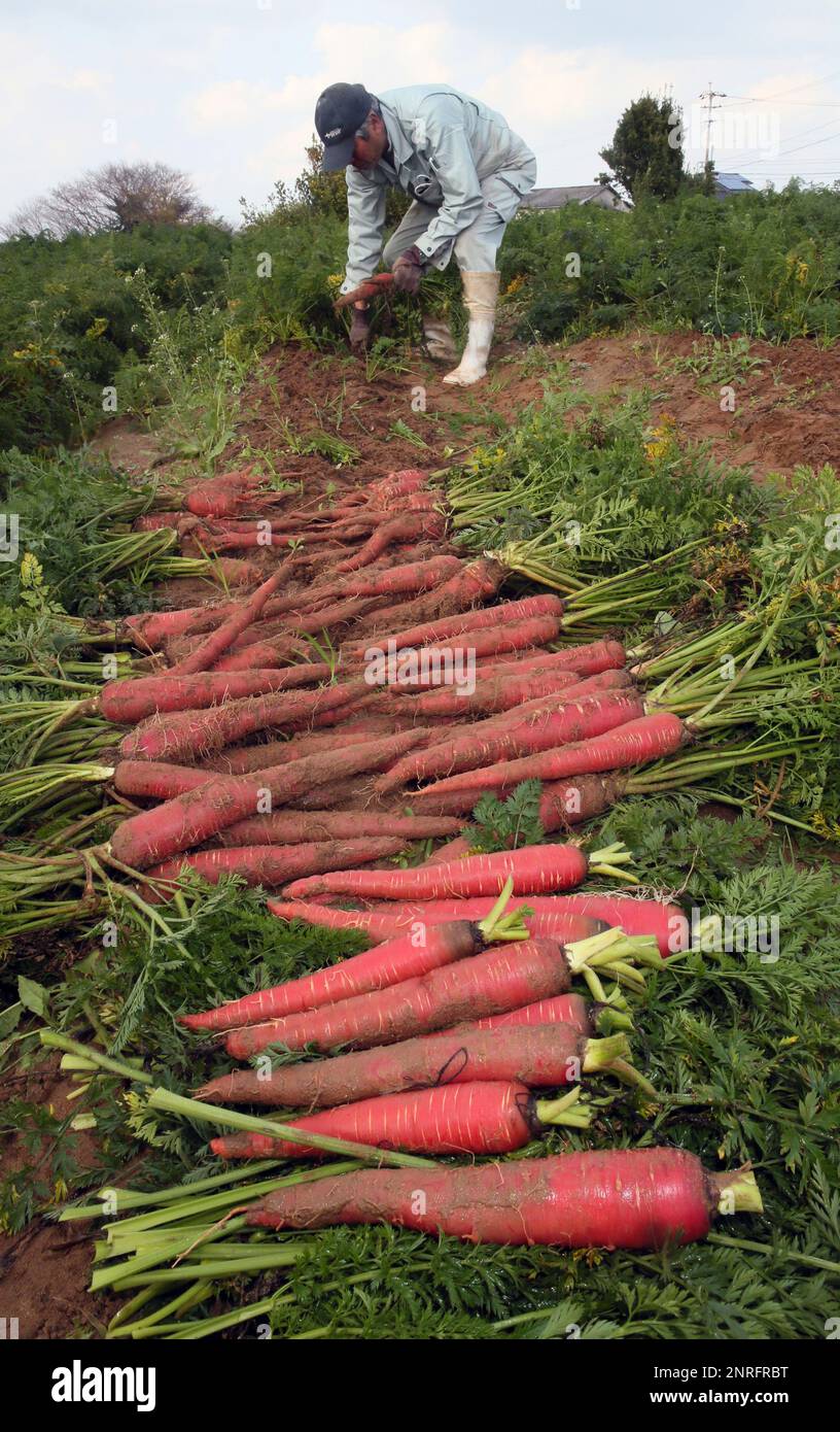 A farmer harvests Kintoki Ninjin, or Kyoto Red Carrot, in Ashiya ...