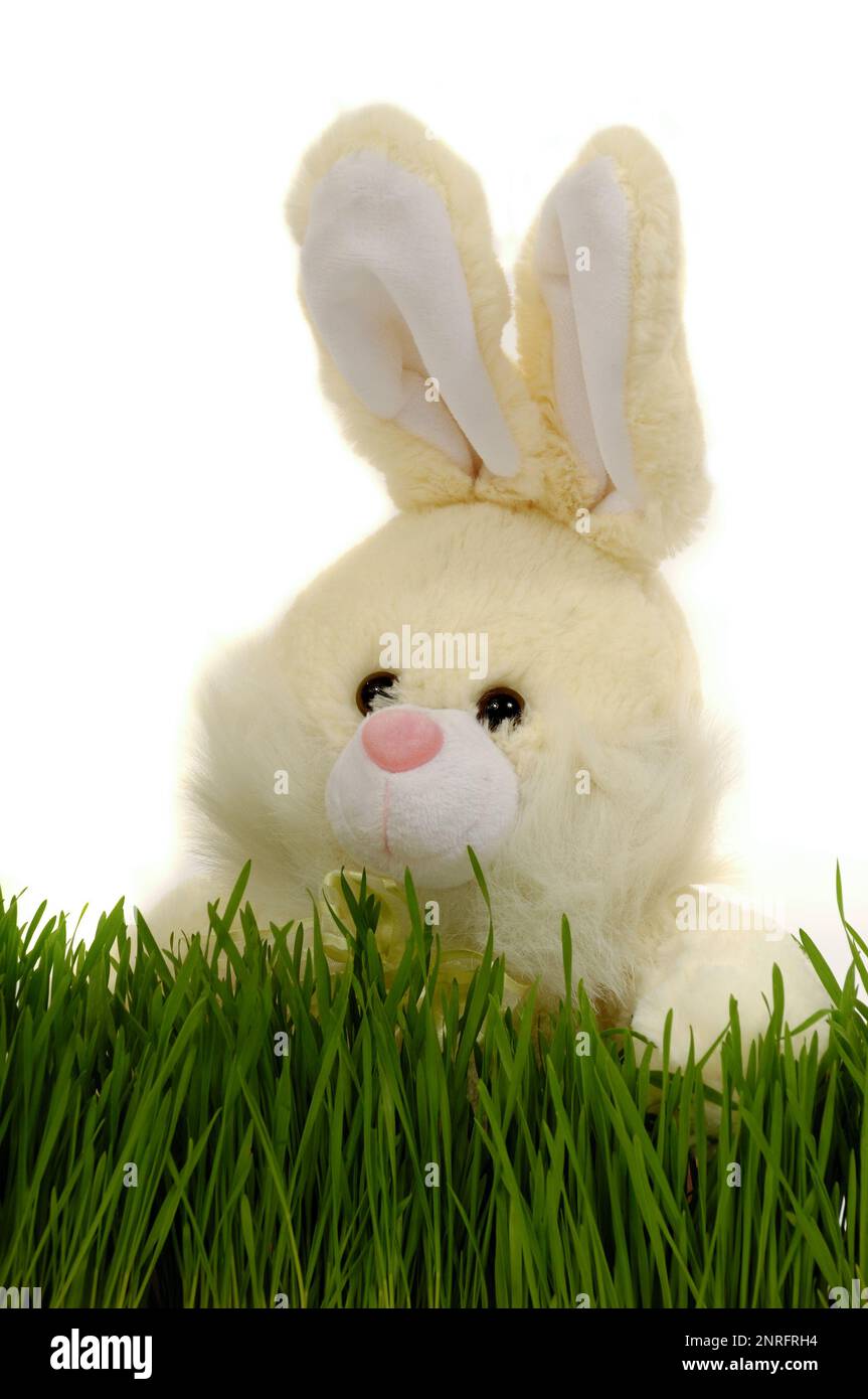 Easter bunny is hiding behind green grass. Taken on a clean white ...