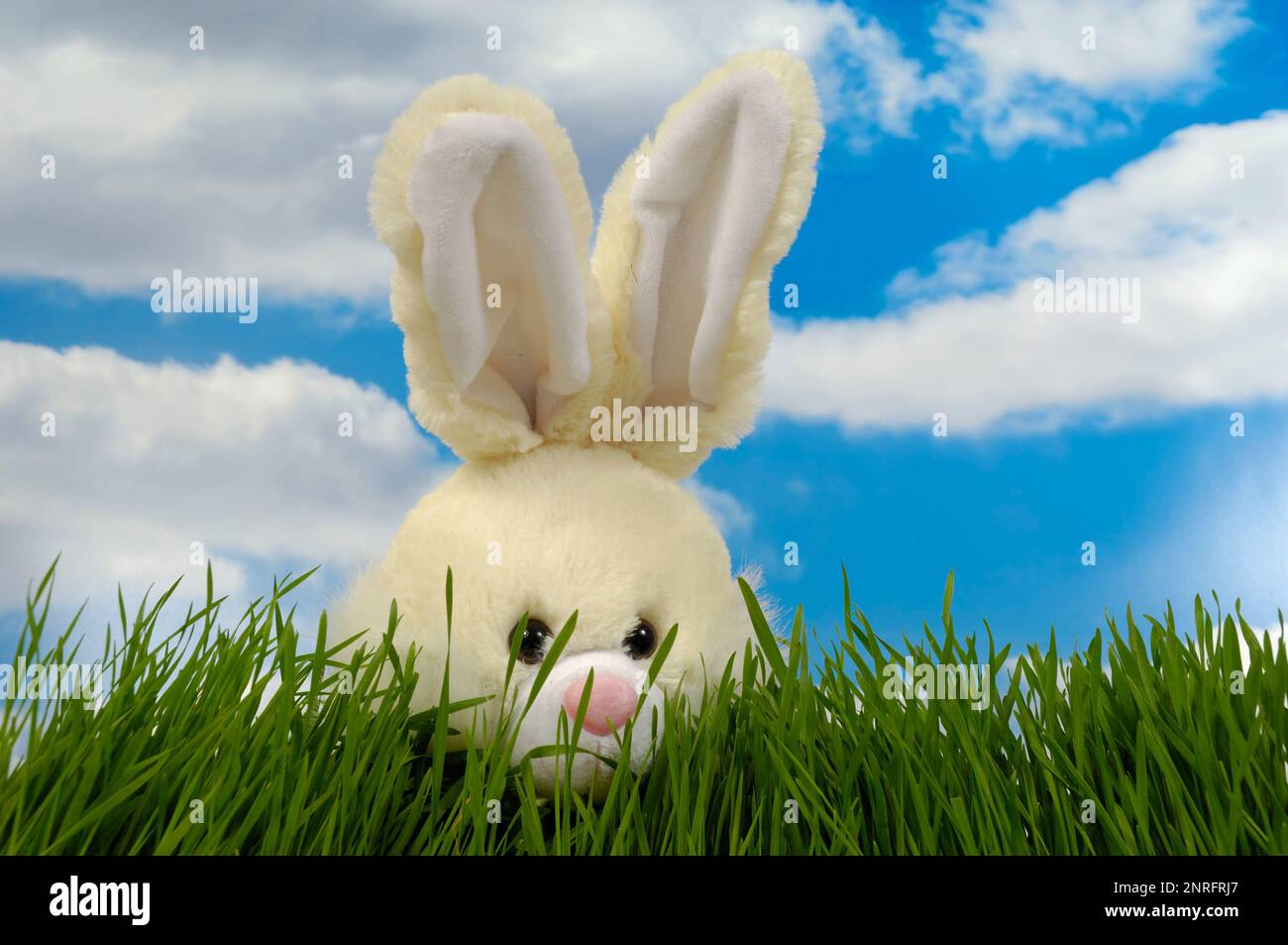 Easter bunny is hiding in the green grass. In the background you can ...