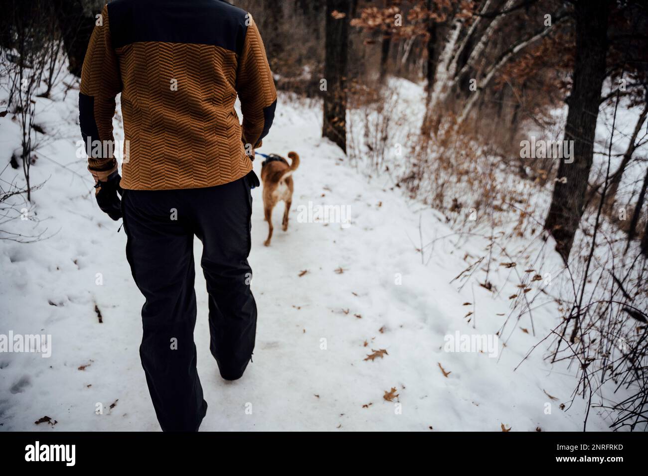 Man walking his dog in the woods in snow hi-res stock photography and ...