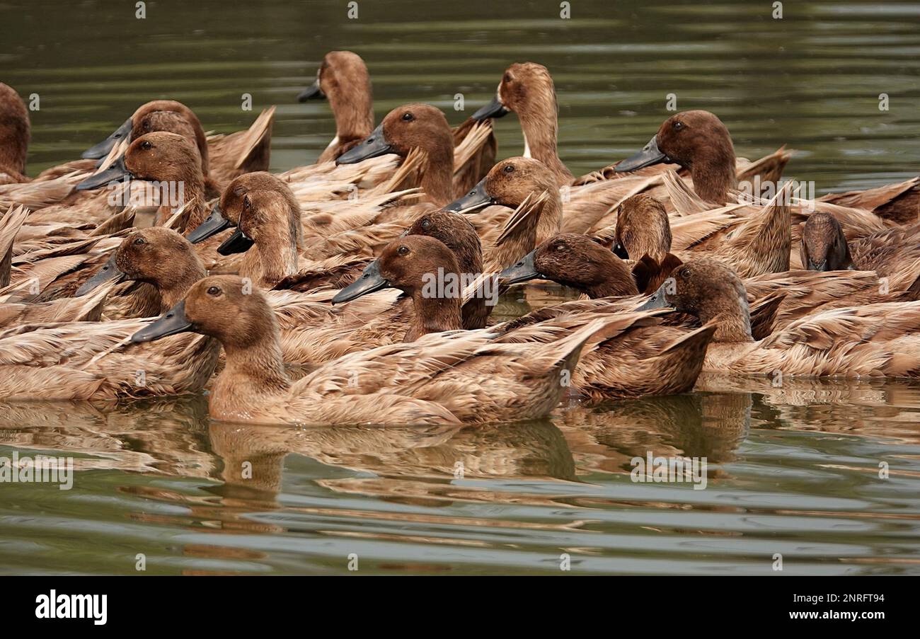A flock of ducks peacefully floating atop a shimmering lake ...