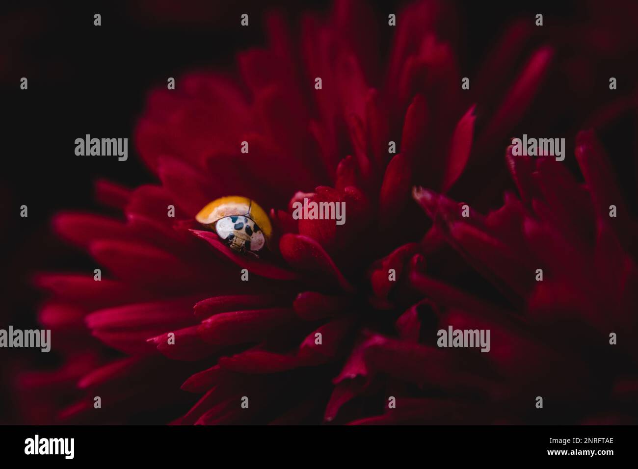 Insect within hi-res stock photography and images - Alamy