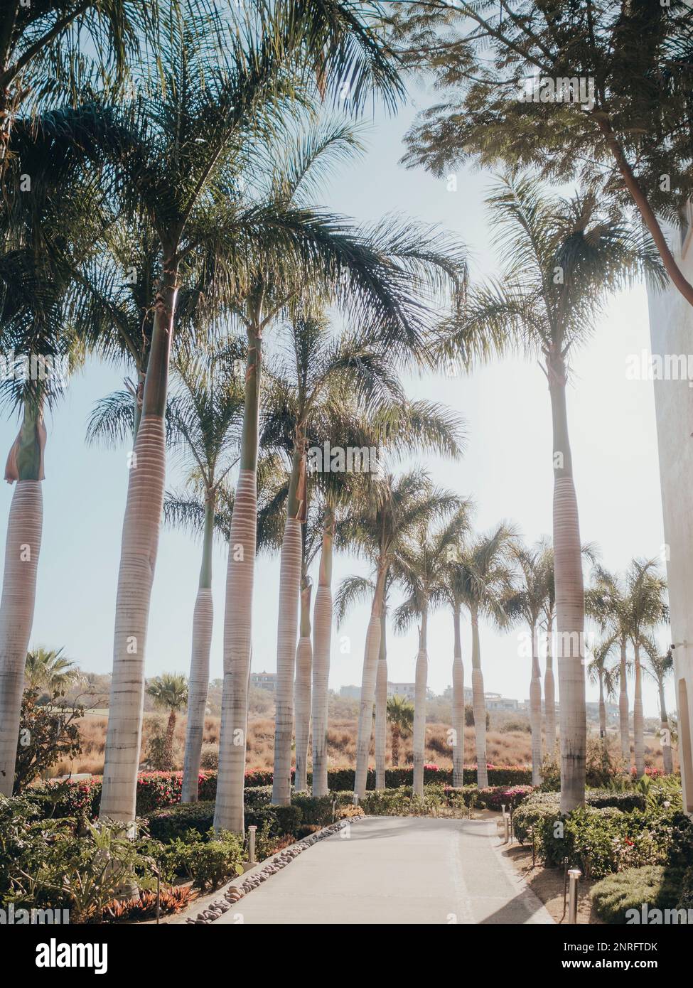 Row of palm trees hi-res stock photography and images - Alamy