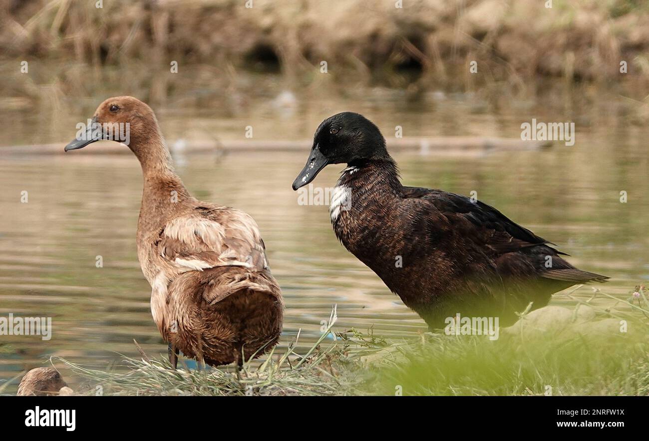 Three mallard ducks in the center of a larger flock of birds swimming ...