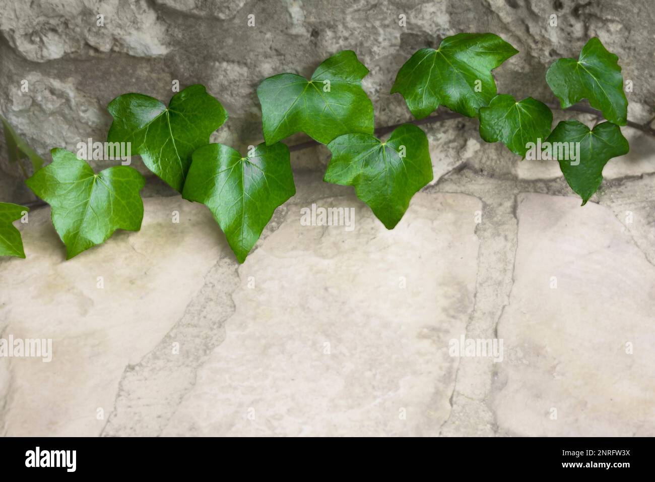Green ivy, symbol for eternal afterlife, on gray stone background ...