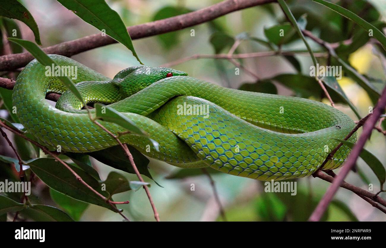 An adult green tree snake is coiled around a branch, its vibrant scales ...