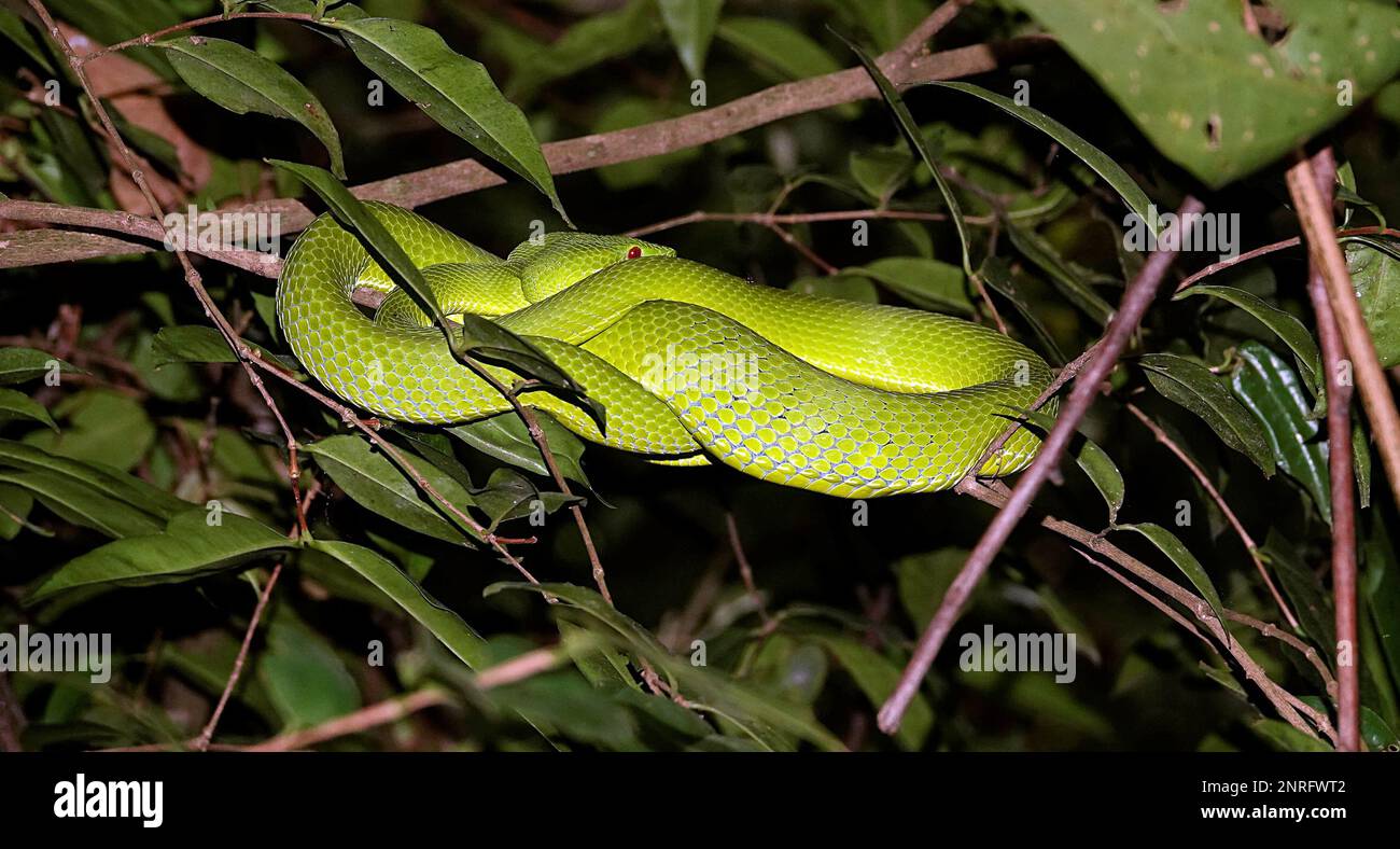 A large green snake is seen coiling its way across the branches of a ...