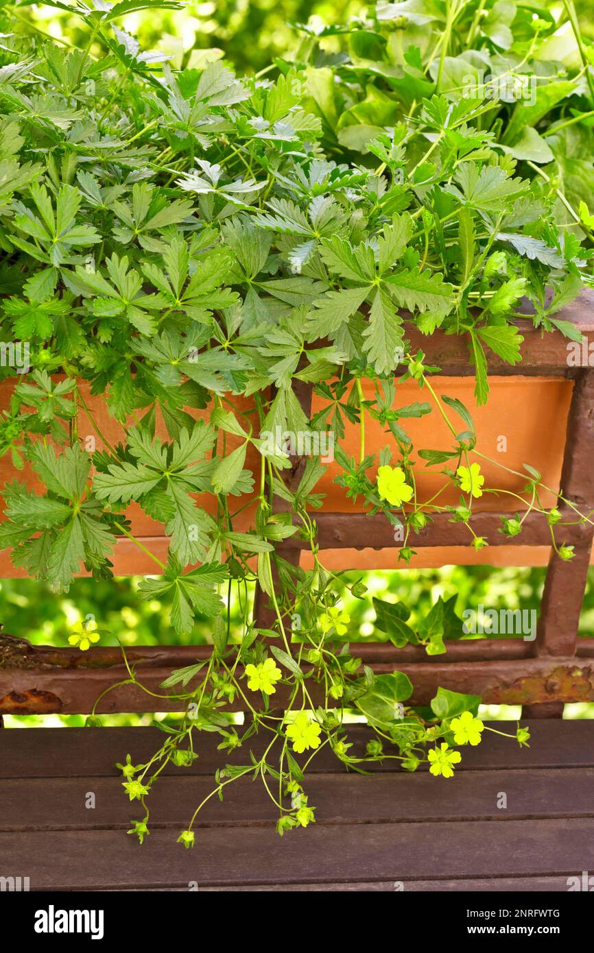 Wildflower garden planter hi-res stock photography and images - Alamy